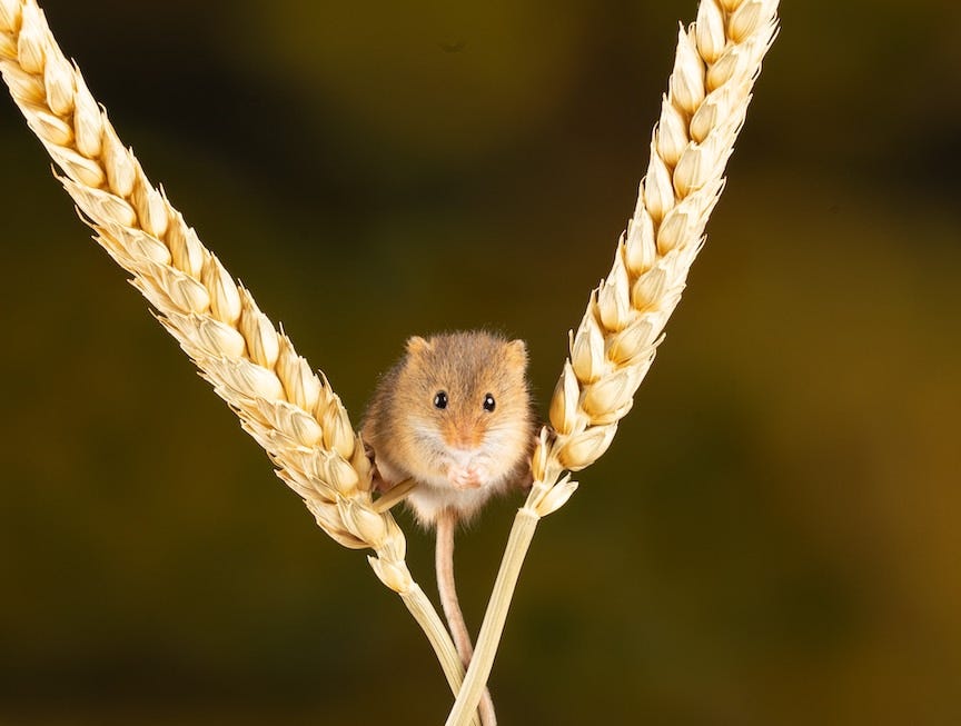 A Mischief of Mice. The strange weather we’ve had this last… | by J ...