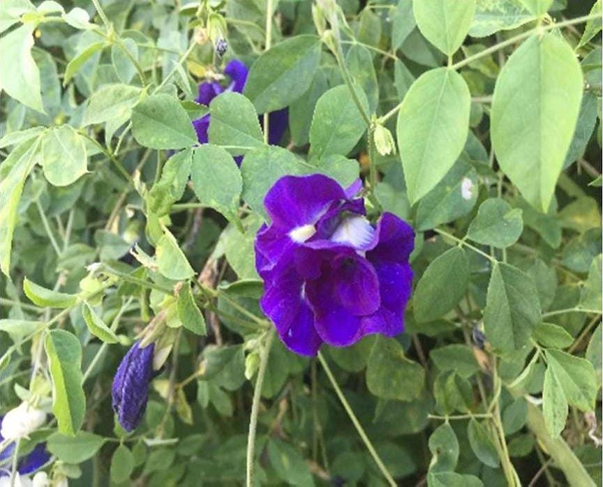 Clitoria Ternatea Flower Extract: An Alternative to Methylene Blue ...