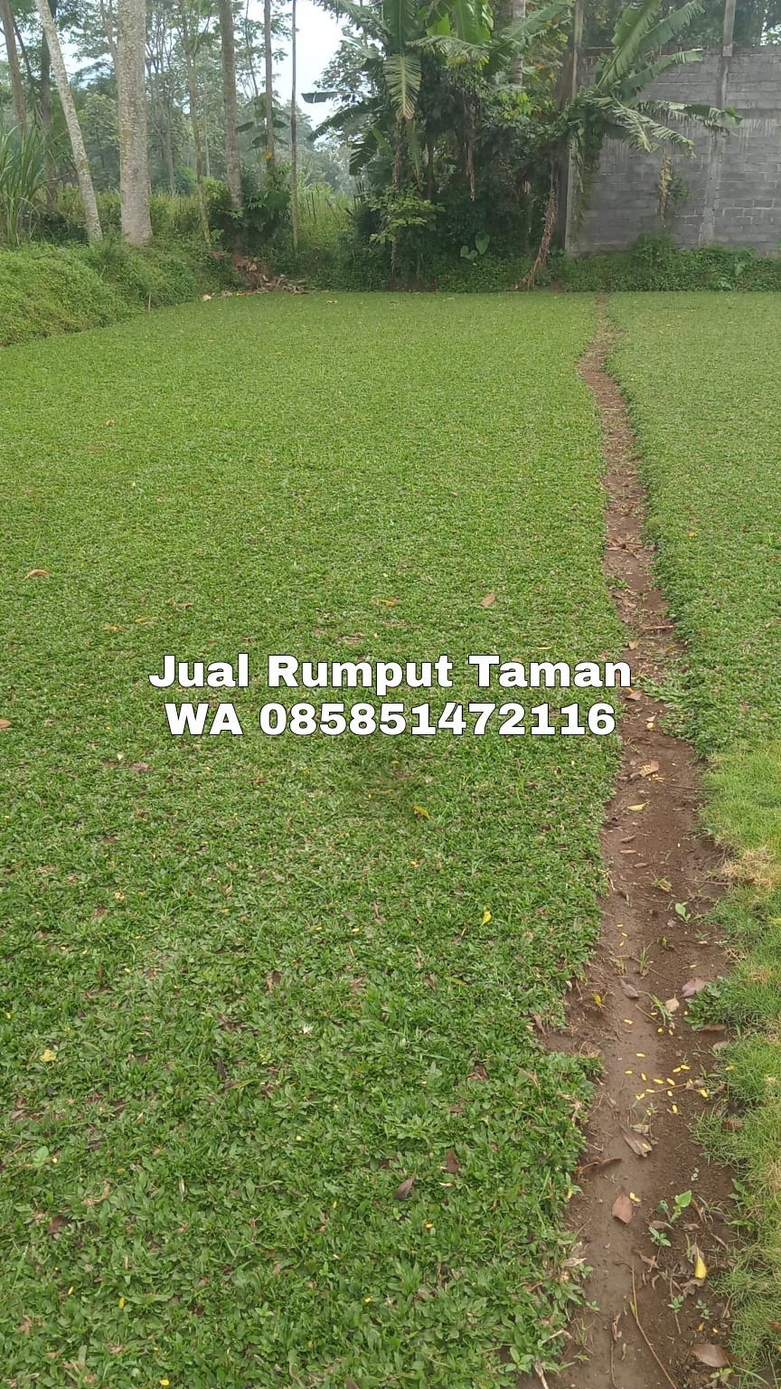 Harga Rumput Gajah Mini Pamekasan Termurah, 085851472116 | by ...