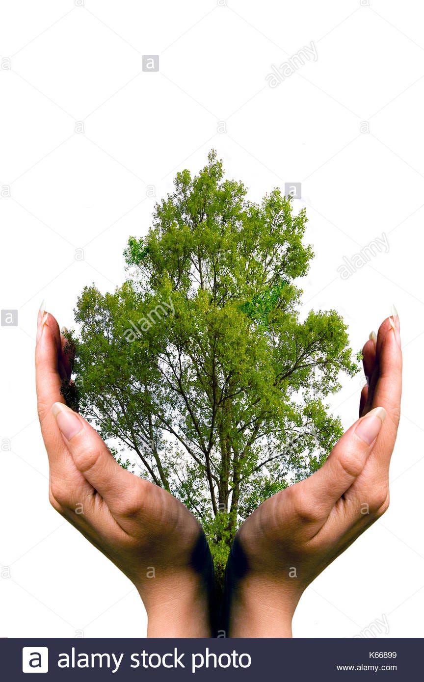 The Role of Trees in Human Life. There is a saying of Joyce Kilmer ...