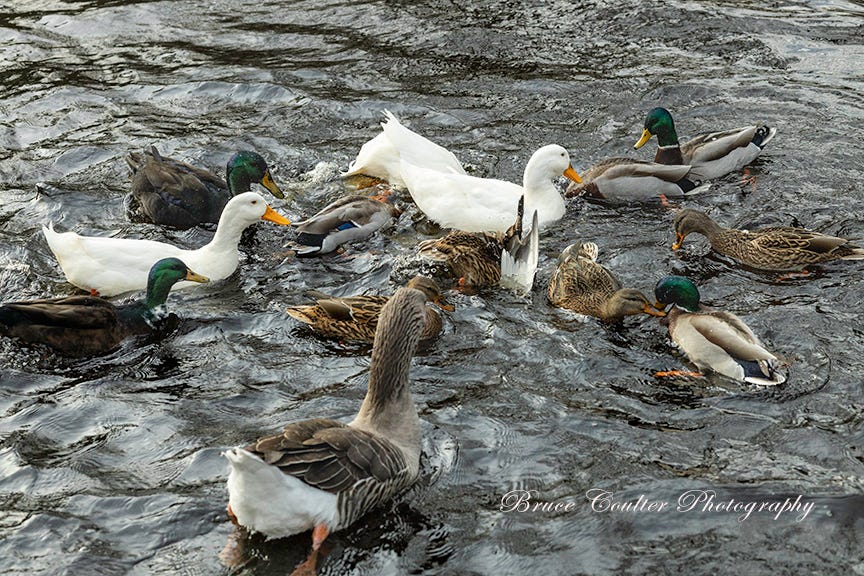 An Amazing Variety of Birds Call Old Restaurant Home | by Bruce Coulter ...