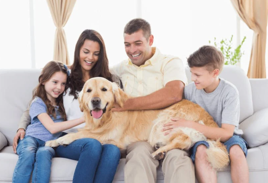 How to Start Your Journey in Dog Adoption: A Step-by-Step Guide | by ...