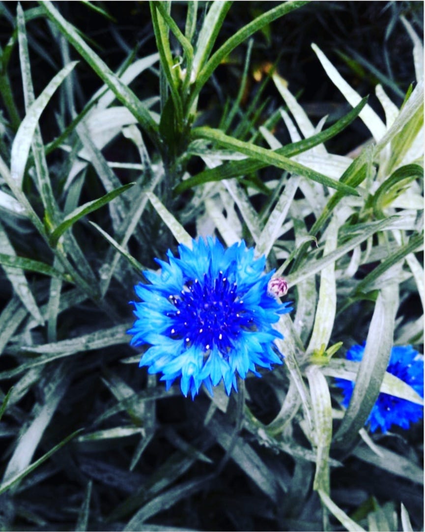 #MAR #MARactivity Theme photography — Flower 1 Theme photography- flower 2 Theme photography ...
