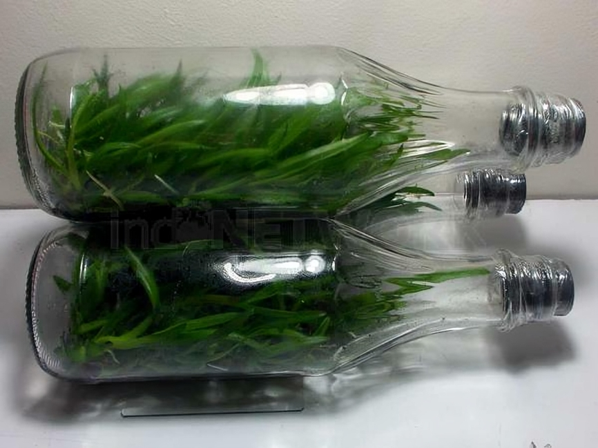 Perbanyakan Anggrek Botol dengan Stek untuk Hasil yang Memukau | by ...