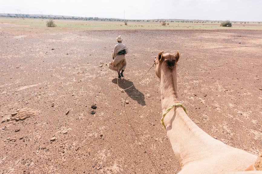 The Reviews That Broke the Camel’s Back | by Allison Sandhu | Medium