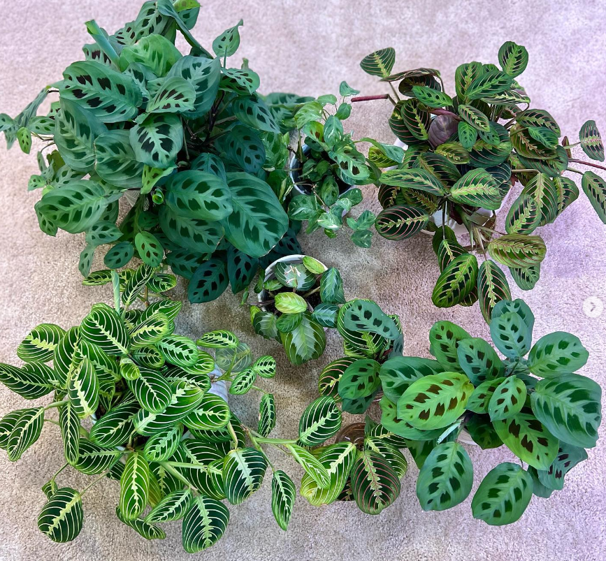 How to increase humidity for house plants? - Plants Insights - Medium
