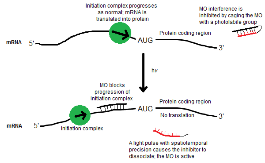 Knockdowns versus knockouts: why the phenotypic difference? | by Dani ...