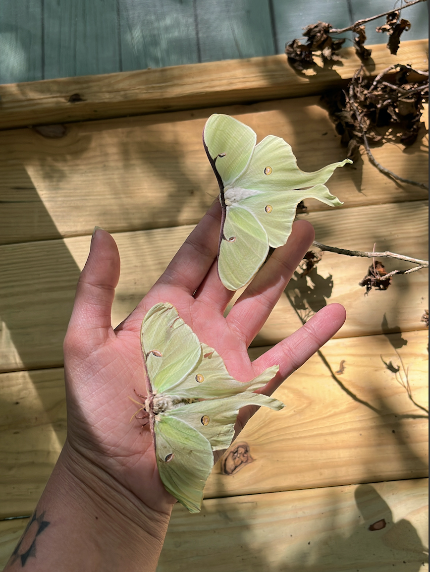 Raising Luna Moth, Actias luna [7/23/24] | by artemisandthemoon | Medium