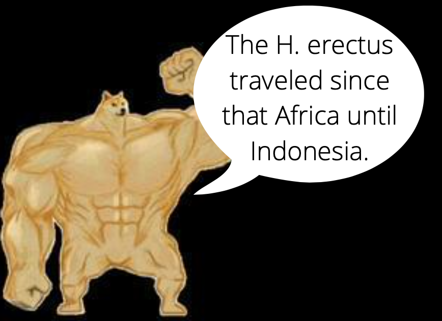 Pithecanthropus Erectus Species
