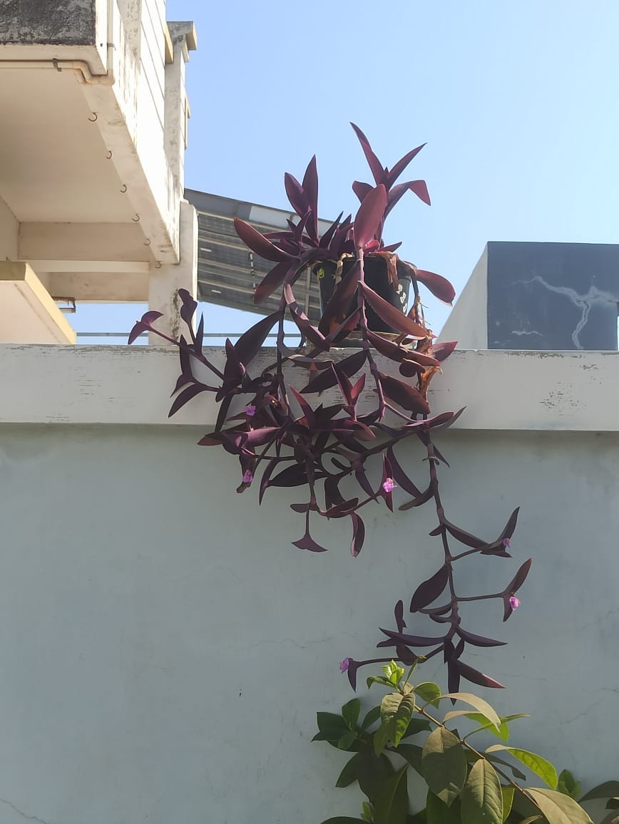 How my plant taught me a valuable lesson on social perspective shift ...