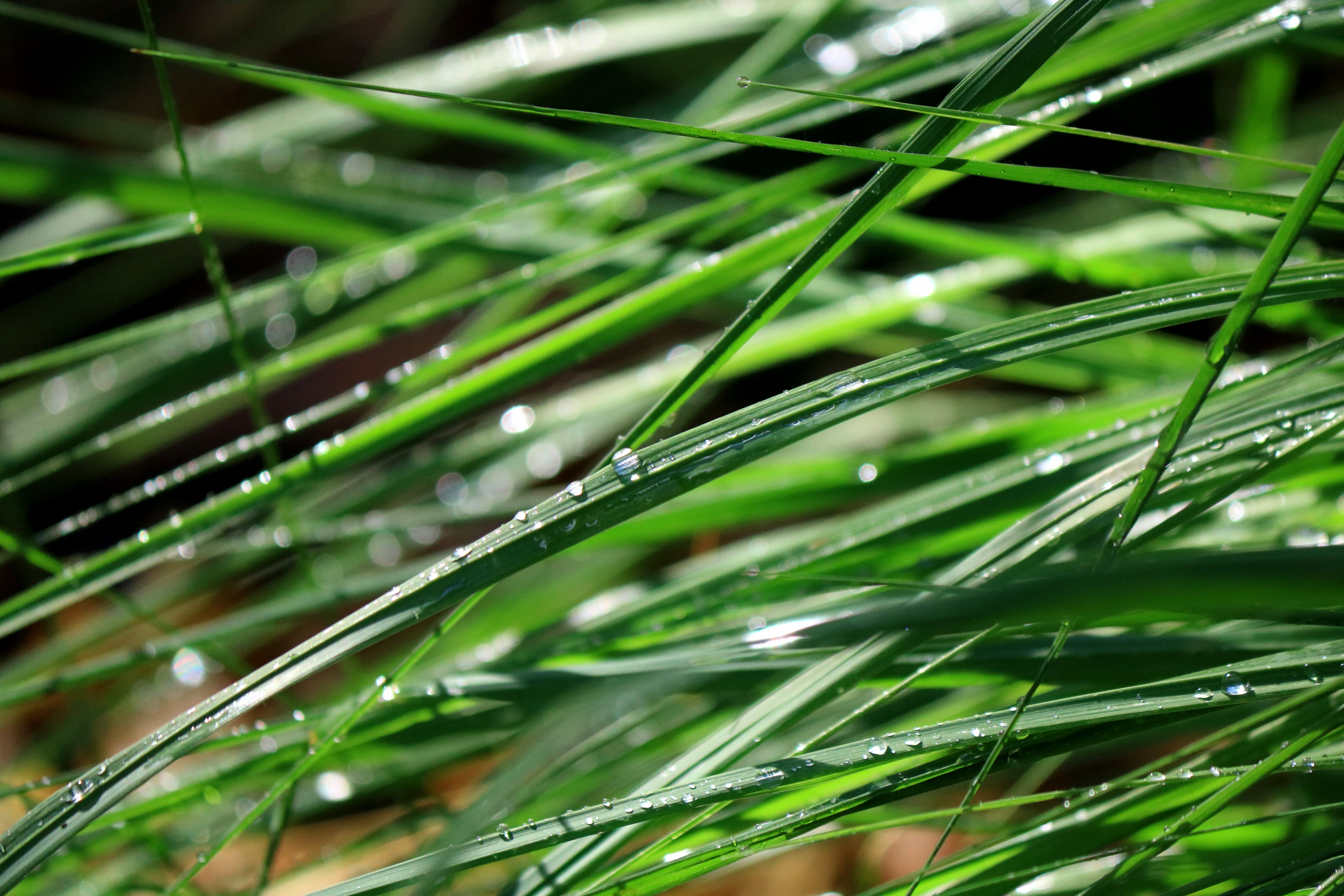 Medium Close Up Forest