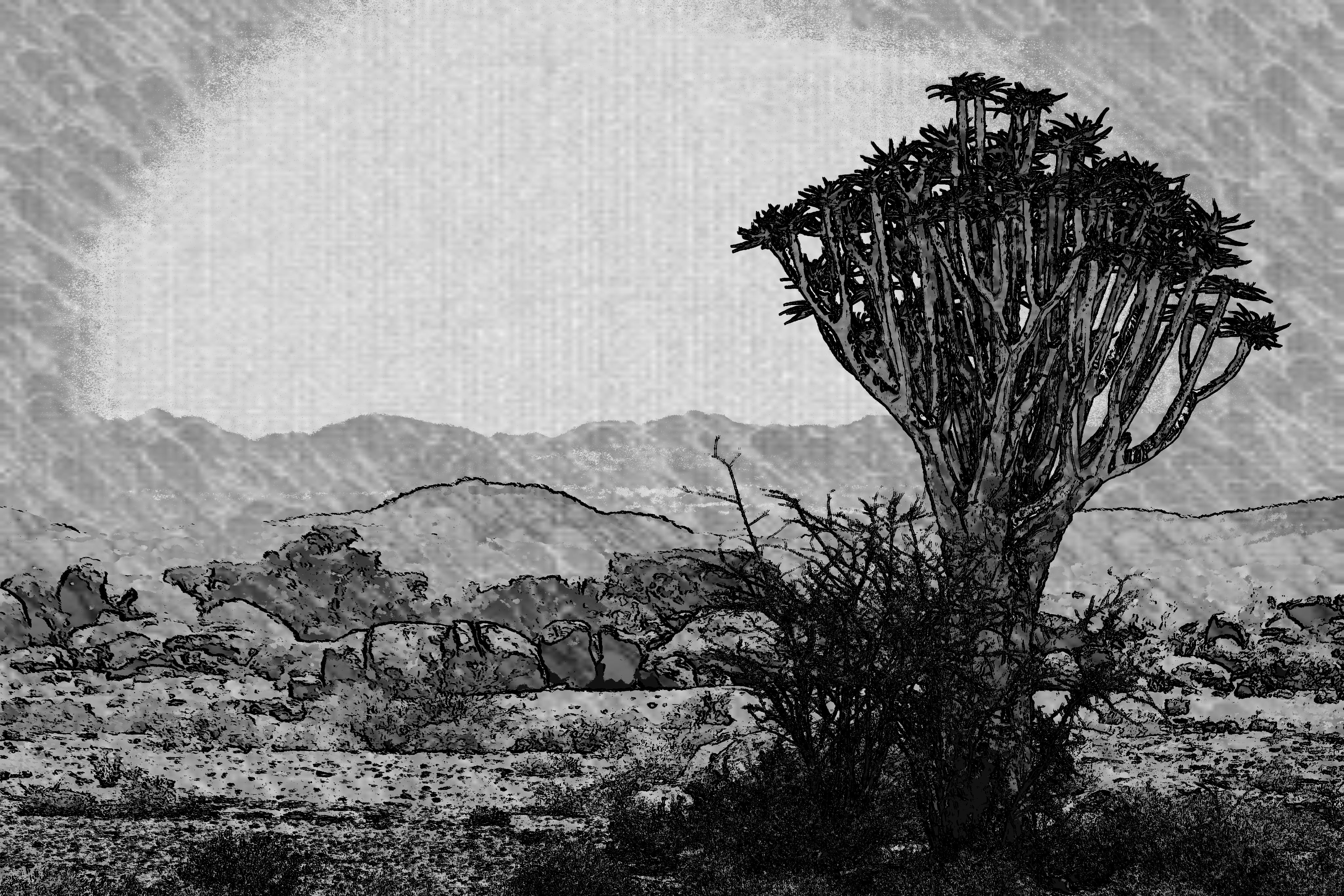 Desert Pen Drawings