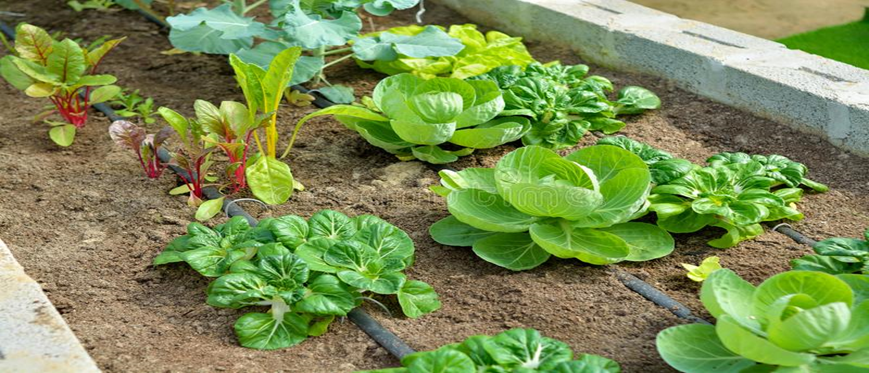 9 Top Tips on Kitchen Gardening for Beginners | by Zarbazkhanjadoon ...
