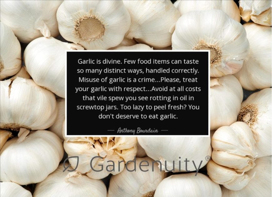 4 Convincing Reasons To Plant Garlic | by Gardenuity | Gardenuity — The ...