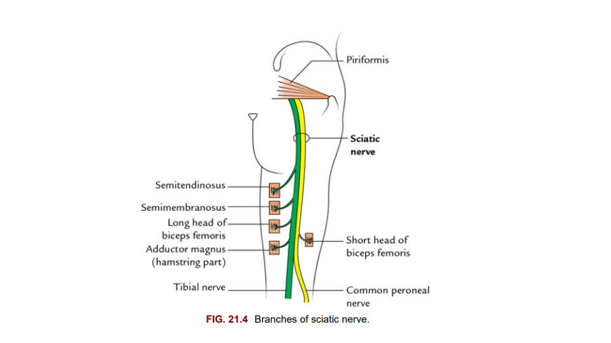 Sciatic Nerve : An Anatomical Overview | by Prashantsinghtomar | Medium