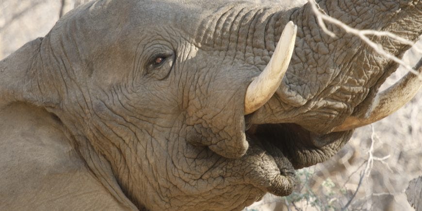 Trophy Hunted: The Unjustified Killing of One of Namibia’s oldest ...