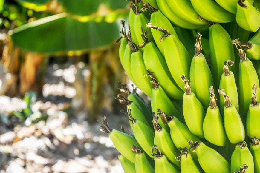Philippines Loses Second Place in Global Banana Exports | by Nipino.com ...