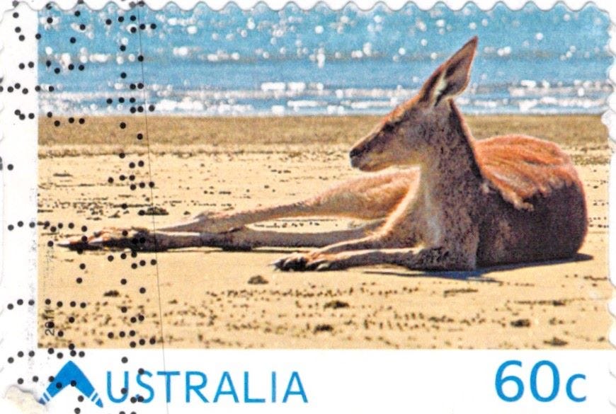 Kangaroo at Australian Beach Stamp - Farhan Asif Yousaf Zai - Medium