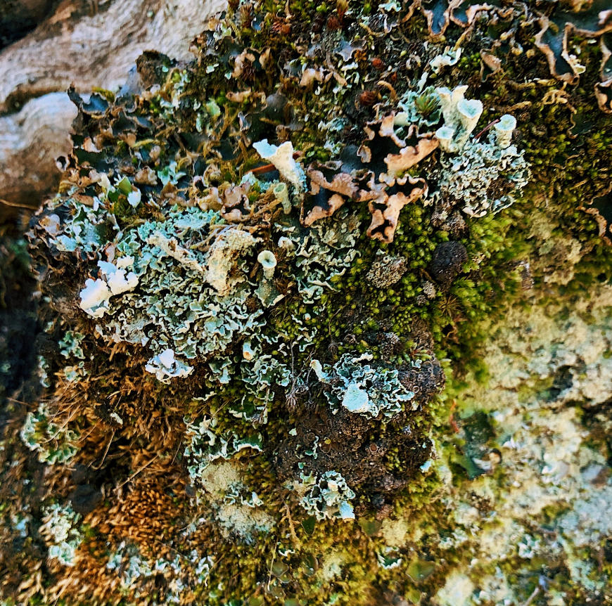 A joke about lichen and a story about a teacher | by Priya Subberwal ...