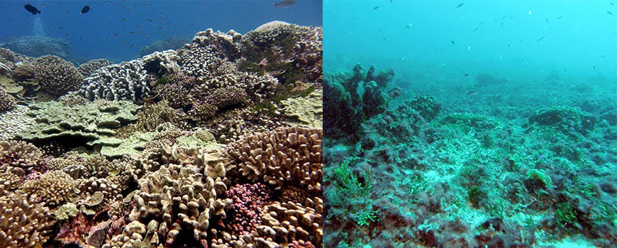 Do Coral-Algal Phase Shifts Result in Decreases in Productivity on ...