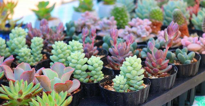 Easy Succulents for Beginners and How-tos for Indoor Gardeners | by ...