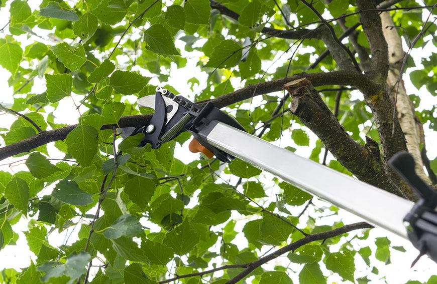 Everything to Know on Why You Should Trim and Prune Your Trees Regularly | by Five Star Tree ...