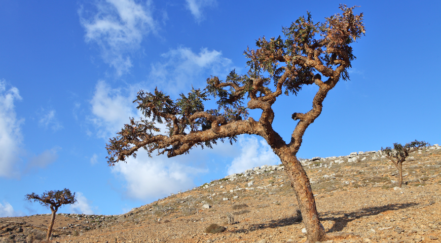 Following the Frankincense Trail. Frankincense, a fragrant treasure ...
