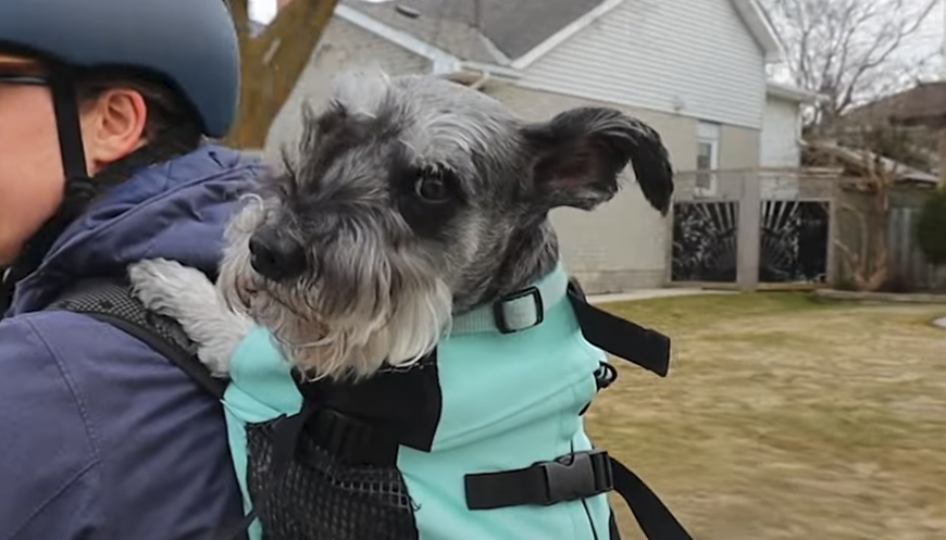 Dog Backpack Guide: How to Choose the Best One for Your Pet | by The ...