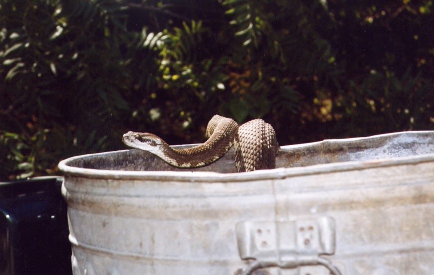 GAME WARDEN SNAPSHOTS: Snake Rescue Gone Bad | by Terry Hodges | Medium