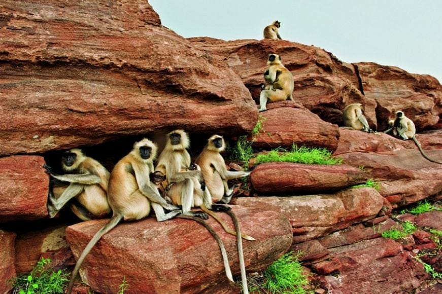 Биология поведения человека, Роберт Сапольски, лекция 2 и 3 | by Надя ...