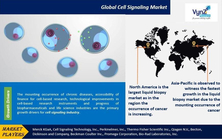 Global Cell Signaling Market during the projected period from 2025 to ...