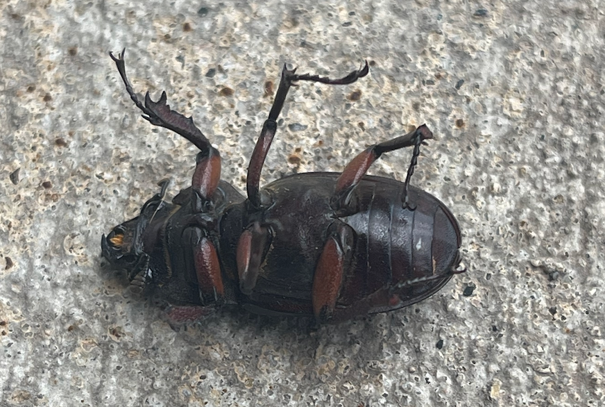 The Beetle. The other day I found a beetle on its… | by Paula Thomas ...