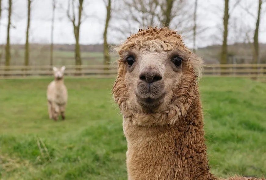 4 Compression Techniques for Language Models to Optimize Performance and Efficiency | by Techdev ...