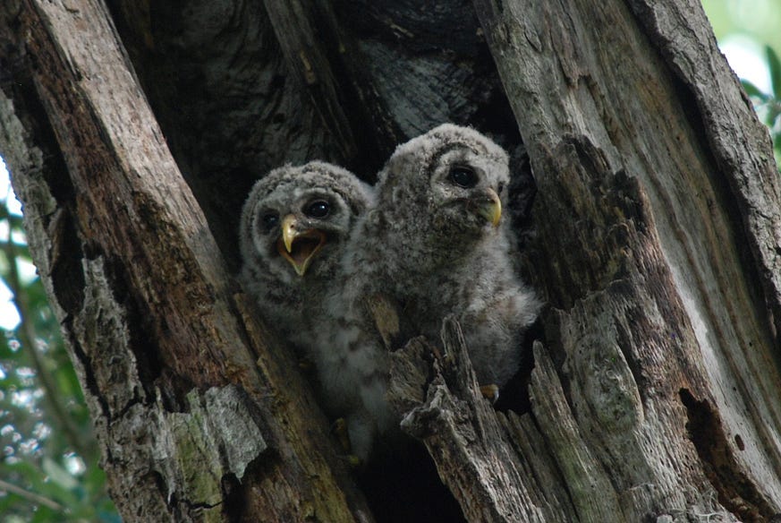 Baby Barred Owl