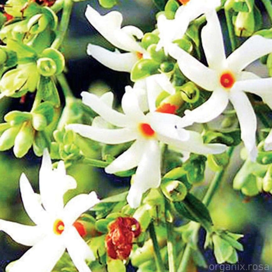 Buy High Quality Sparkling Jasmine Live Plant Online | Organixrosa ...