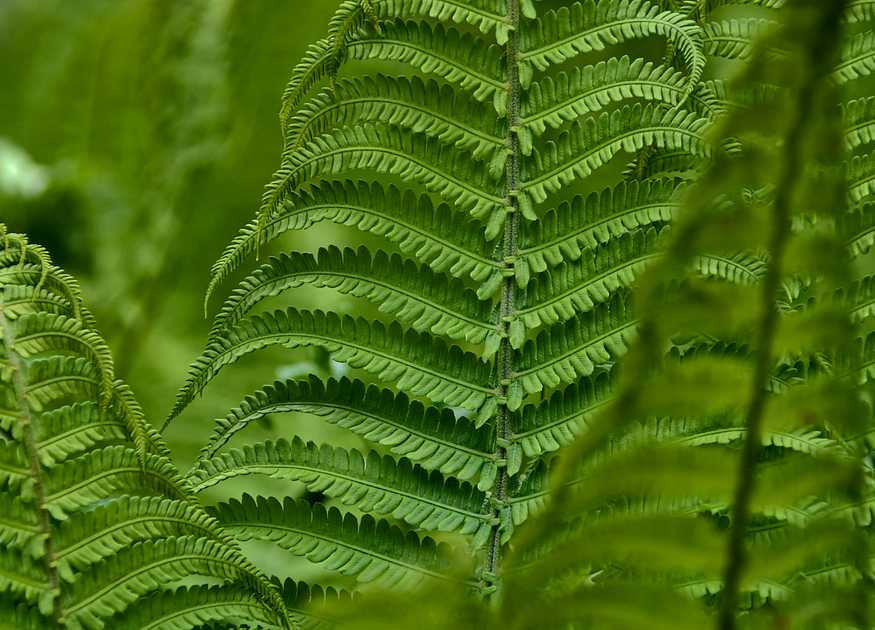 Equality of Nature: A Reflection on the Unity and Equality of Liberation and Truth. | by ...