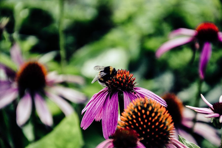 Why Vegans Can Eat Honey. Bees are altruistic | by Christine Morris Ph ...