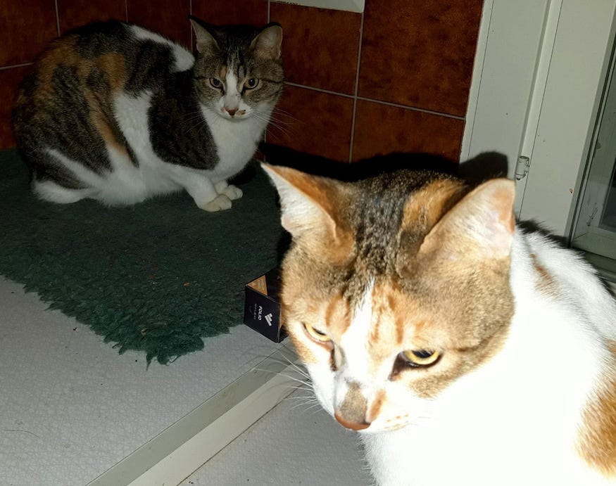 Do Cats Remember Their Siblings? Rainbow And Jasmine Didn’t! | by Susan ...