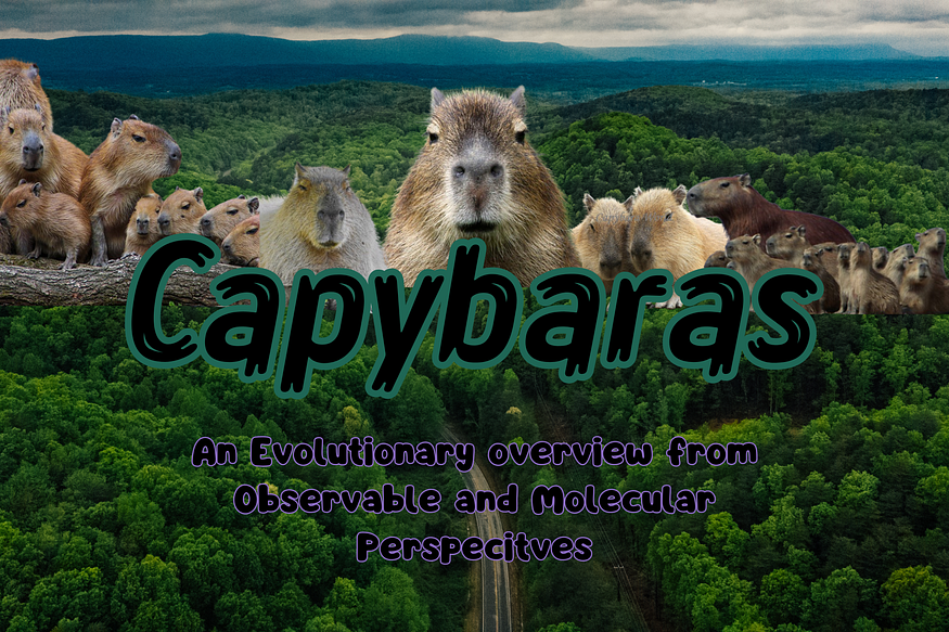 Capybaras’ Wonders. They Are More Than Just Cute Creatures! | The Environment