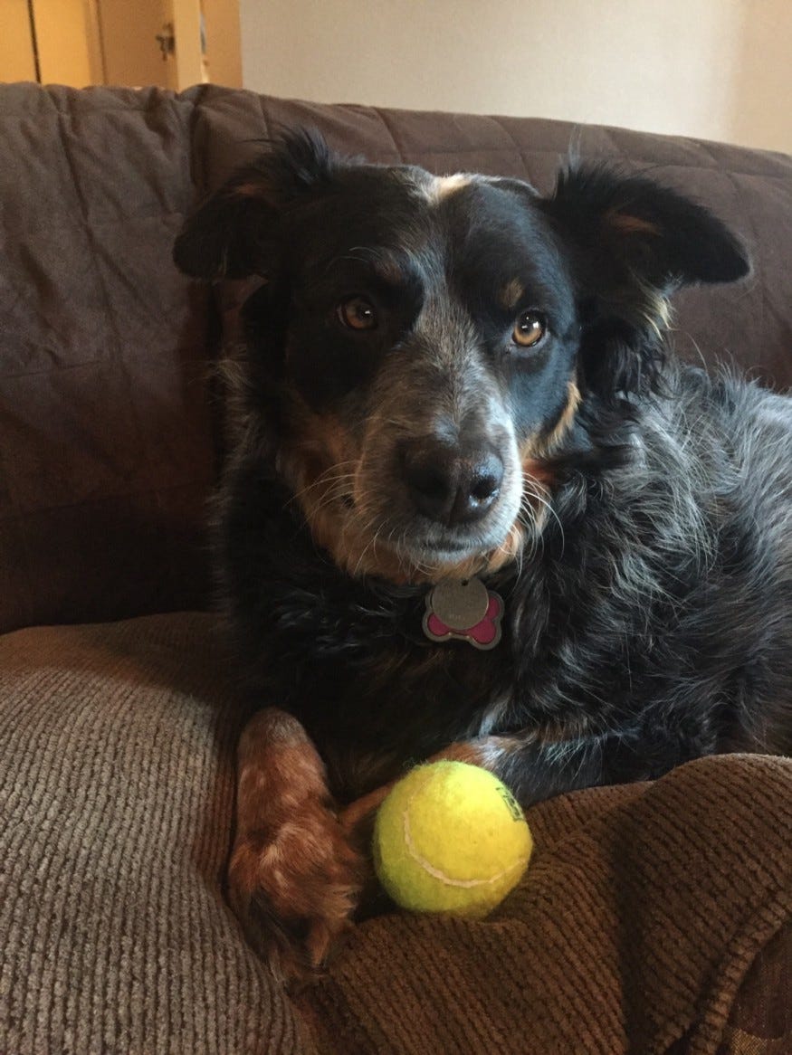 Our Loveable Daily Cuppa Dogs. A random collection of 150-word stories ...