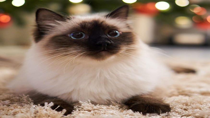 What is the #1 most popular Asian cat breed? : cutestcat's Blog