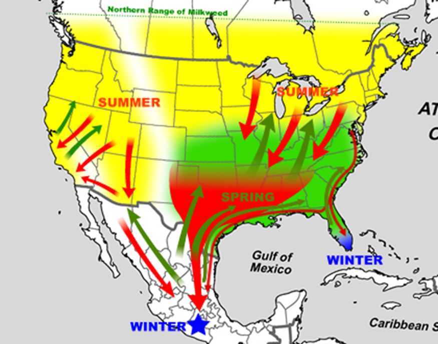 Fall Flutter: The Monarch Migration | by Edger Ai Bington | Medium