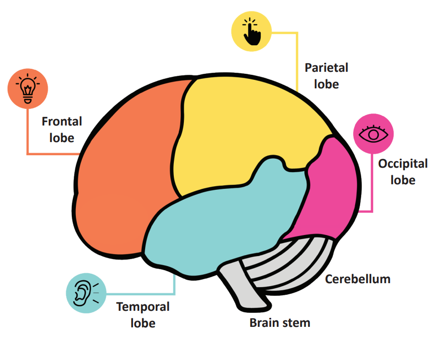 Traumatic Brain Injury Worksheets
