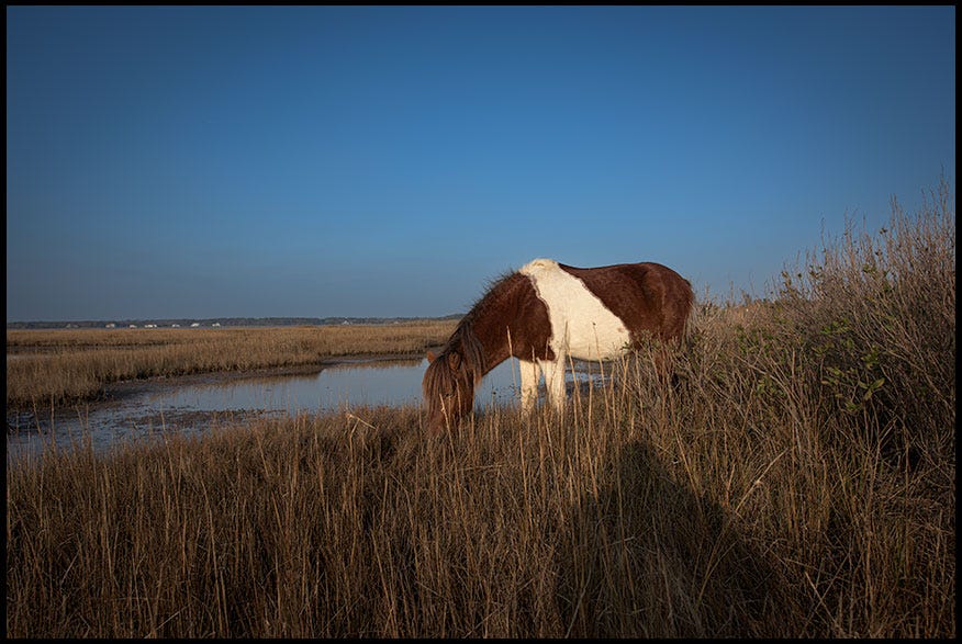 Wild Echoes of Assateague. An excerpt from “America Found”. | by David ...