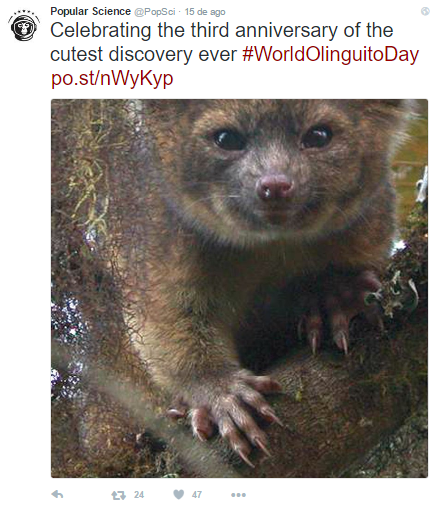 Olinguito Gif