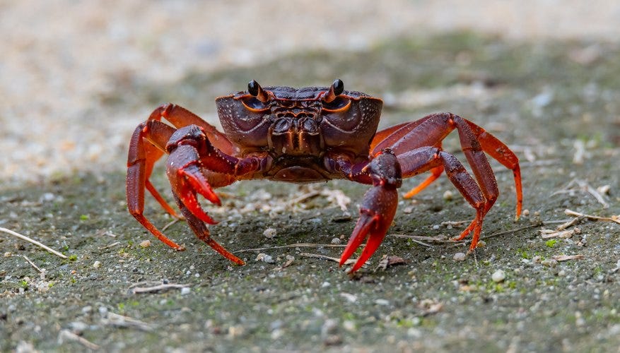 The Crab. The cream-colored duplex was built by… | by Rutva Gupta | Medium