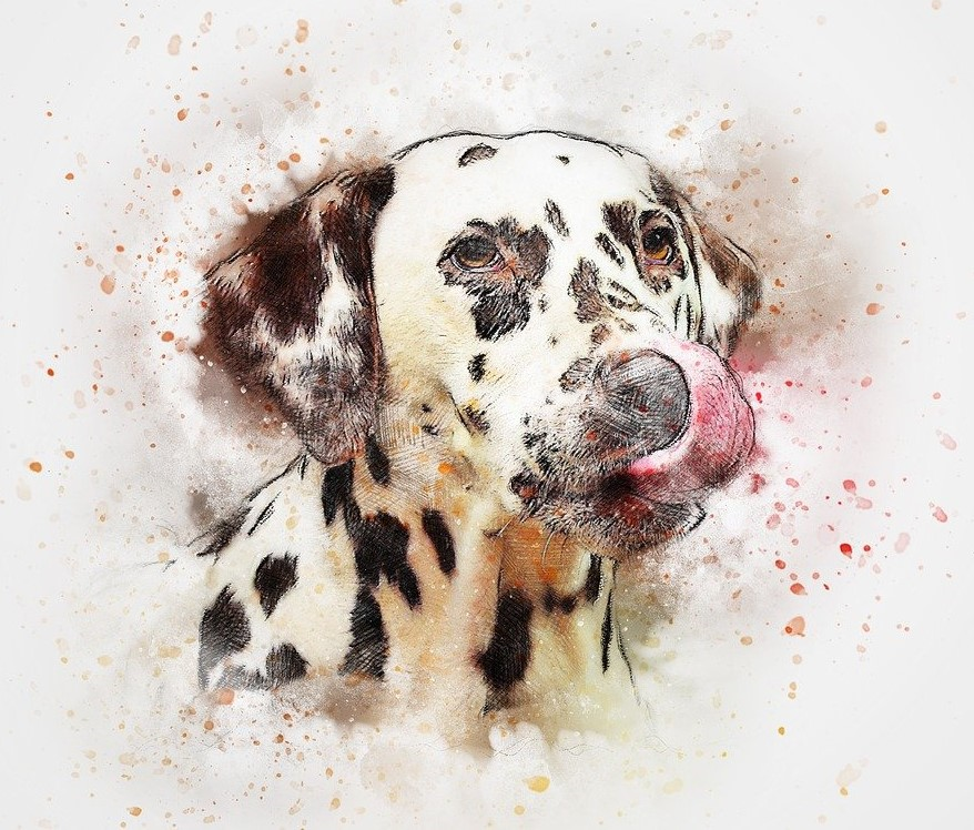 Hope She will be Alive…. There is a saying that “dogs show… | by Sakthi ...