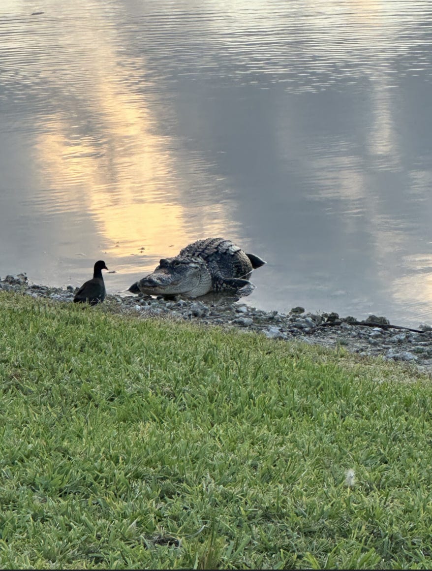 Alligators. From Fear to Fun Facts 🐊 | by Tejaswi | No Time | Jul, 2025 | Medium