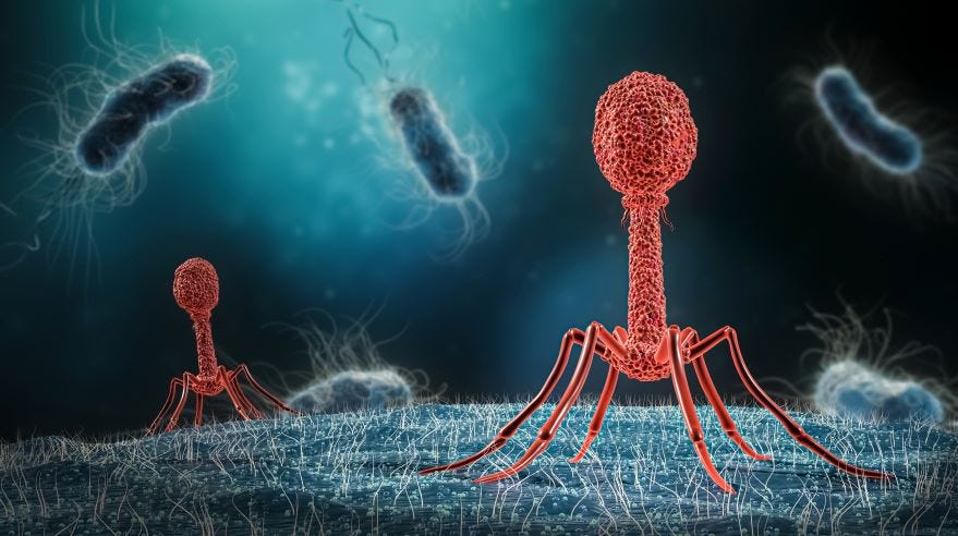 Phage Therapy: The Solution to Superbug Domination | by Sophie Qian ...