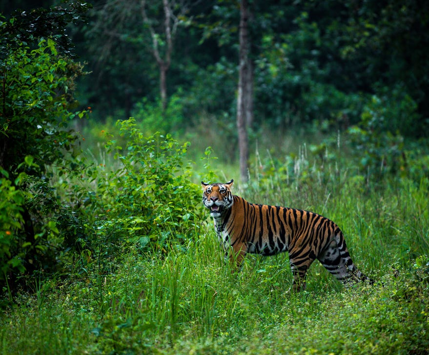 Pench National Park Resort | Pench Safari Booking | Madhya Pradesh ...